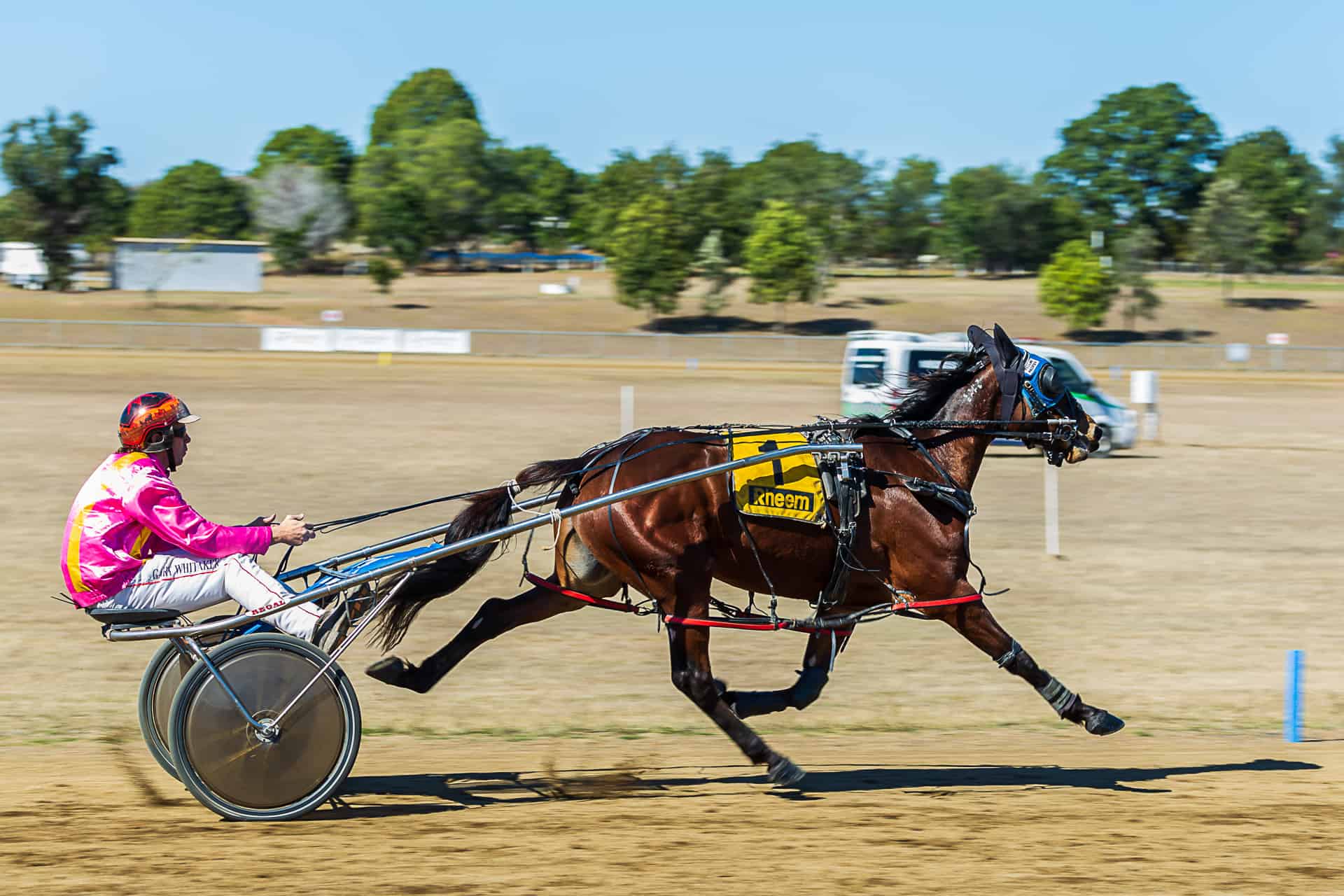 About The Standardbred - Standardbred Association Queensland